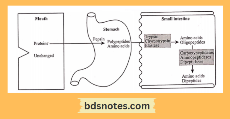 Protein Digestion And Absorption: From Stomach To Small Intestine - BDS ...