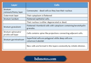 The Structure And Function Of The Skin - BDS Notes