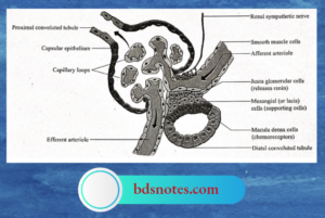 Kidney Microstructure: Exploring the Juxtaglomerular Apparatus - BDS Notes