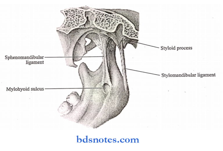 Temporomandibular Joints Question And Answers - BDS Notes