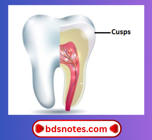 Cusp Preservation: Definition & Technique - BDS Notes
