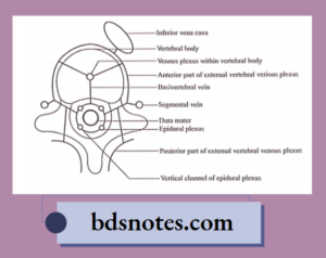 Veins of the Vertebral Column: Anatomy and Significance - BDS Notes