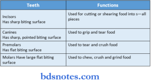 Understanding The Purpose Of Your Teeth - BDS Notes
