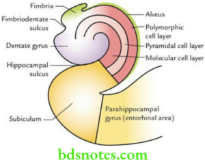 Basal Nuclei Limbic System And Lateral Ventricle Question And Answers ...