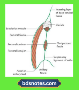 Pectoral Region And Axilla Notes - BDS Notes