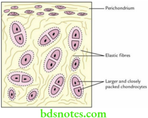 Elastic Cartilage Histology Short Note For Medical Exams - BDS Notes