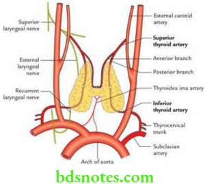 Thyroid Gland - Anatomy, Location, Function, Disorders - BDS Notes