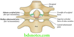 Atlanto-occipital And Atlantoaxial Joints - BDS Notes