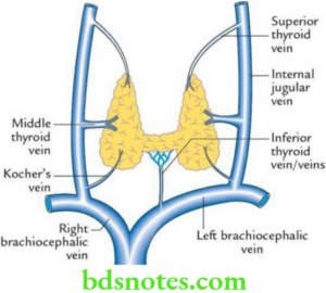 Thyroid Gland - Anatomy, Location, Function, Disorders - BDS Notes