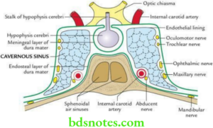 Cavernous Sinus Anatomy - BDS Notes