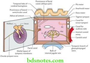 Middle Ear - Explanation, Structure, Anatomy And Functions - BDS Notes