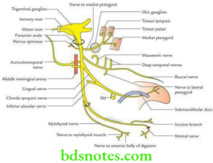 Trigeminal Nerve Anatomy - BDS Notes
