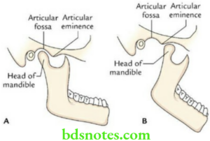 Anatomy And Function Of The Temporomandibular Joint - BDS Notes