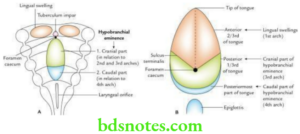 Tongue: Anatomy, Muscles, Neurovasculature And Histology - BDS Notes