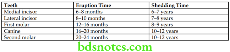 Tooth Eruption The Permanent Teeth - BDS Notes