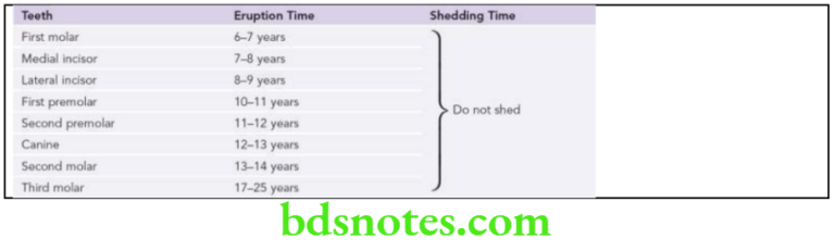 Tooth Eruption The Permanent Teeth - BDS Notes