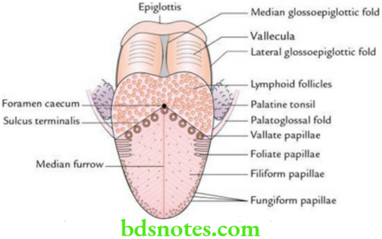 Tonsils: Anatomy, Functions, Nerve Supply - BDS Notes
