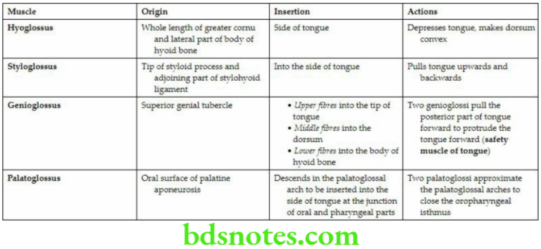 Tongue-Based Obstruction - BDS Notes