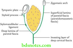 Parotid And Submandibular Regions Anatomy Notes - BDS Notes