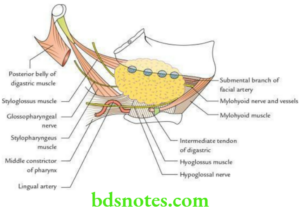 Parotid And Submandibular Regions Anatomy Notes - BDS Notes