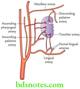 Tonsils: Anatomy, Functions, Nerve Supply - BDS Notes