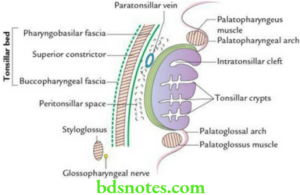 Tonsils: Anatomy, Functions, Nerve Supply - BDS Notes
