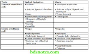 Pharyngeal Arches: Anatomy And Clinical Aspects - BDS Notes