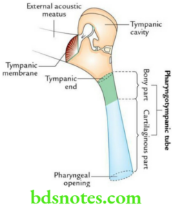 Eustachian Tube - Structure And Functions - BDS Notes