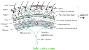 Scalp Temple And Face Anatomy Notes - BDS Notes
