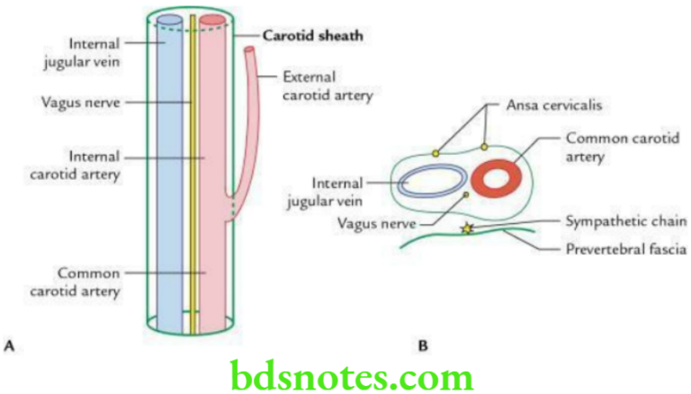 Side Front And Back Of The Neck Anatomy Notes - BDS Notes
