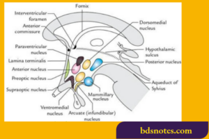 Hypothalamus - BDS Notes