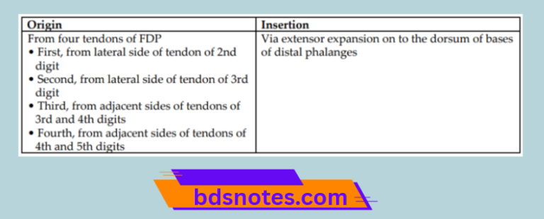 Anatomy Of Lumbrical Muscles In The Hand - BDS Notes
