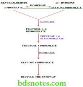 HMP Shunt Pathway - BDS Notes