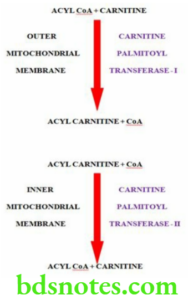 Beta Oxidation Of Palmitic Acid - BDS Notes