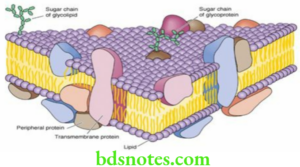 Structure and Function of the Cell Membrane: Fluid Mosaic Model ...