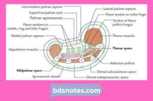 Anatomy And Infection Pathways Of The Midpalmar Space - BDS Notes