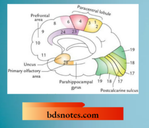 The Anatomy Of The Cerebral Cortex - BDS Notes