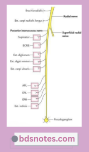 Posterior Interosseous Nerve - BDS Notes