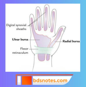 Space Of Parona Infections - BDS Notes