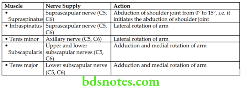 Back Of The Body And Scapular Region Notes - BDS Notes
