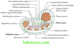 The Hand Anatomy Bones Blood Supply Muscles Notes - BDS Notes