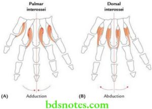 The Hand Anatomy Bones Blood Supply Muscles Notes - BDS Notes