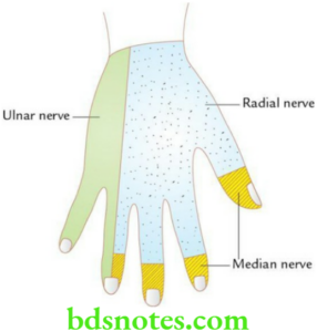 The Hand Anatomy Bones Blood Supply Muscles Notes - BDS Notes