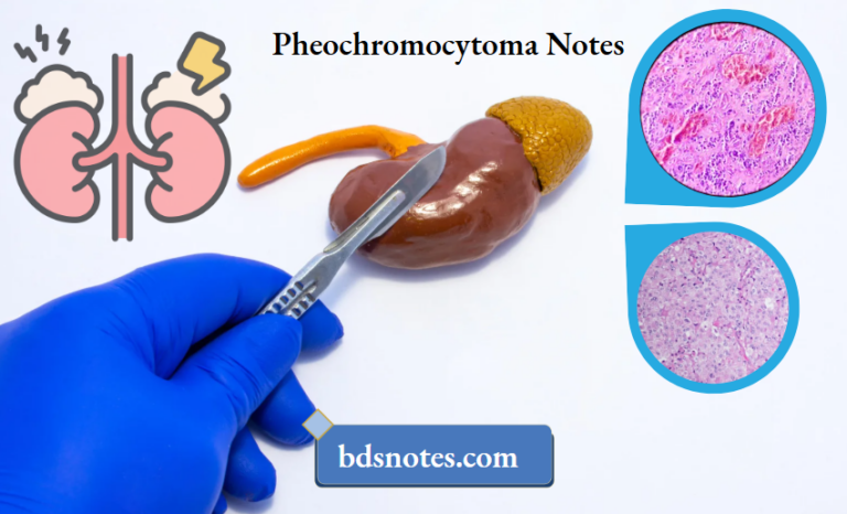 Anatomy, Embryology, and Clinical Aspects of Parathyroid, Adrenal, and ...