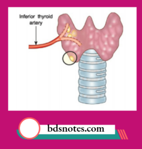 Anatomy, Embryology, and Clinical Aspects of Parathyroid, Adrenal, and ...