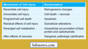 Various Causes And Morphological Changes In Cell Injury - BDS Notes