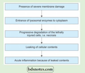What Is Necrosis? Types And Causes - BDS Notes