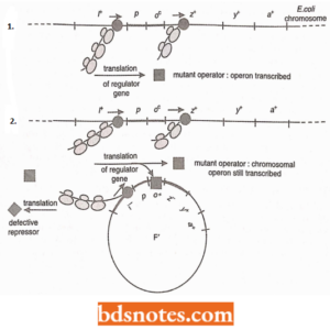 Regulation of Gene Expression in Bacteria Notes - BDS Notes
