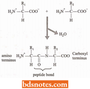 Post-translational Modifications of the Protein - BDS Notes