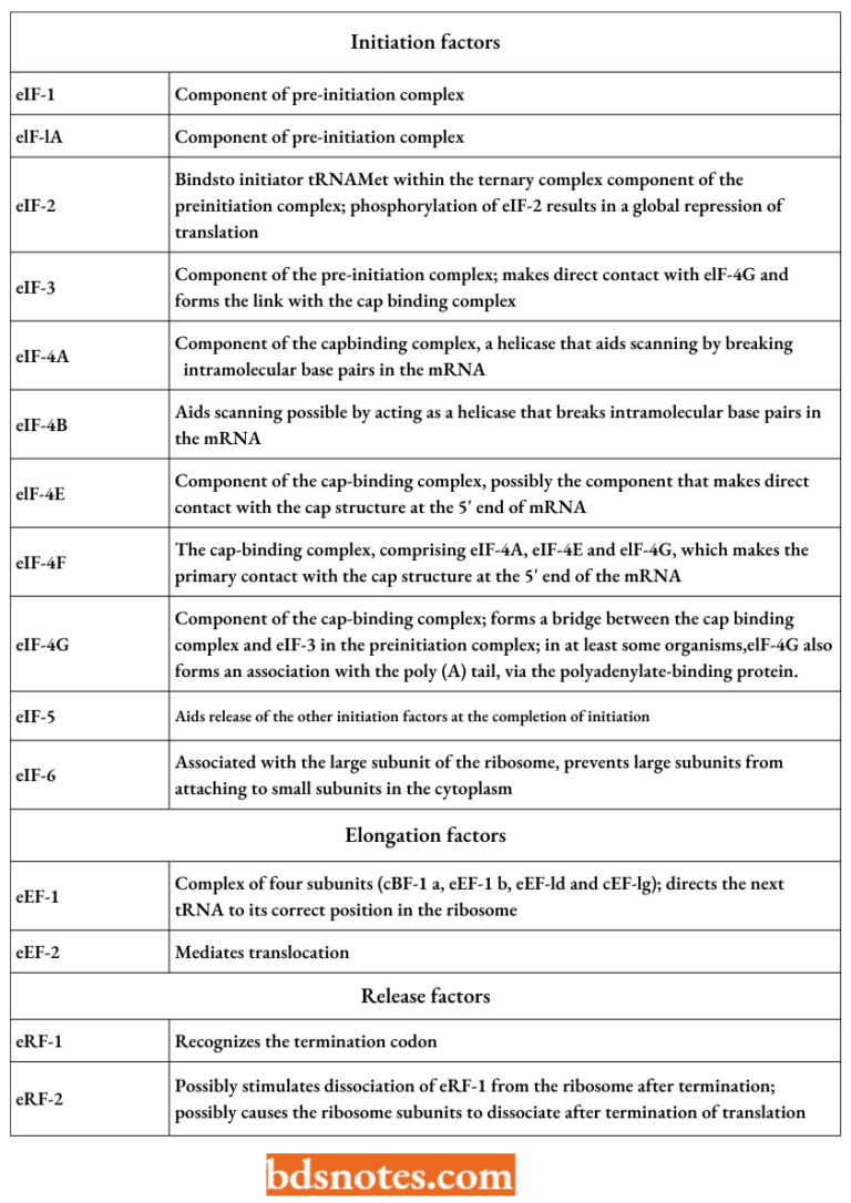 Translation Protein Synthesis - BDS Notes